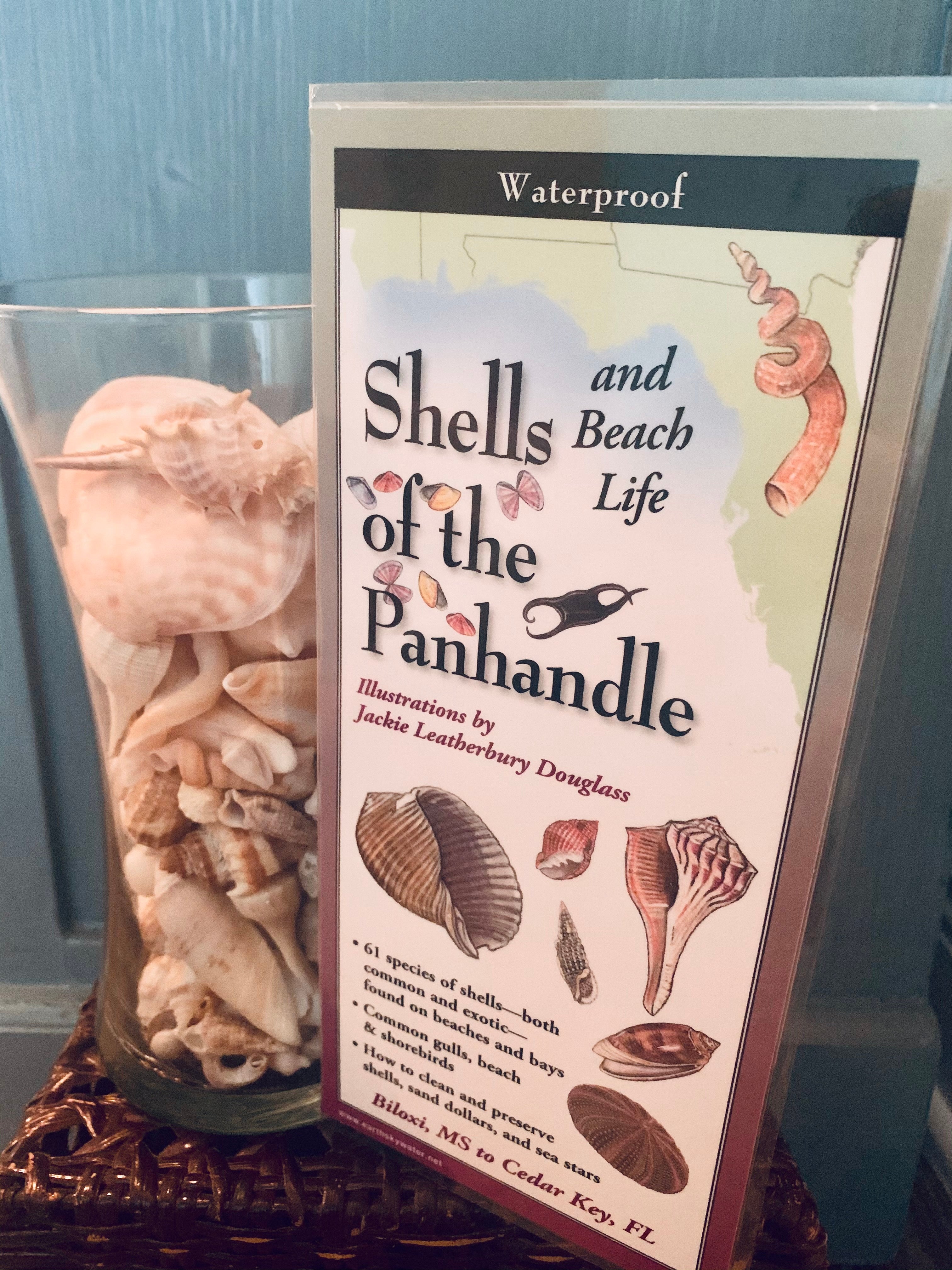 Folding Field Guide: Shells of the Panhandle | Navarre Beach Sea Turtle ...