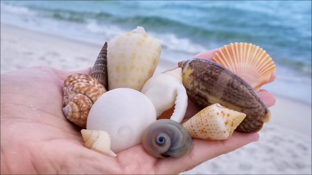 Seashell School | Navarre Beach Sea Turtle Conservation Center